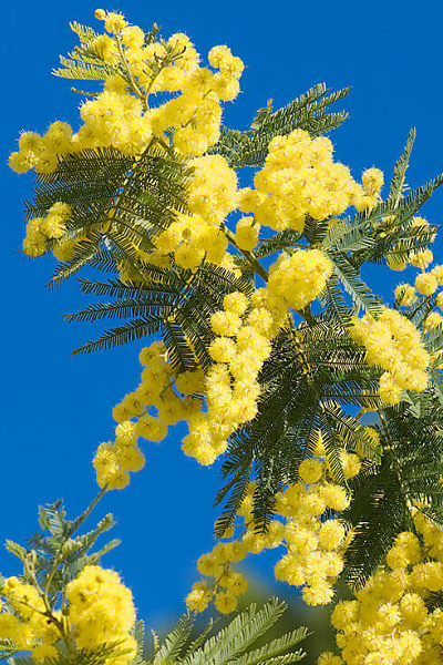 Mimosa Absolute ( Crystal ) – Attars India